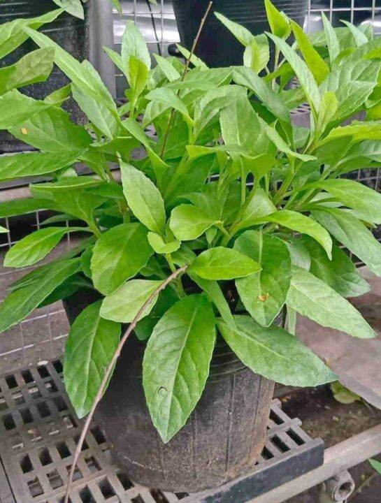 Live Plant Indoor Plant Ashitaba Gynura Plant Herbal Plant Flowering ...