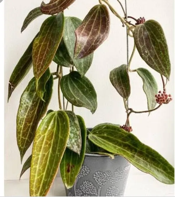 anggrek hoya latifolia big | Lazada Indonesia