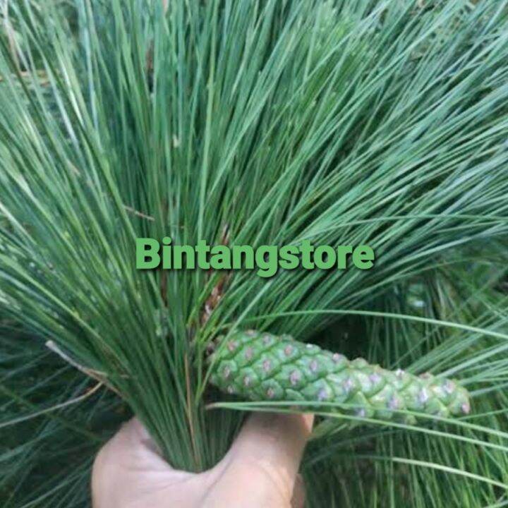Daun Pinus segar murni daun tanpa batang 1 kg | Lazada Indonesia
