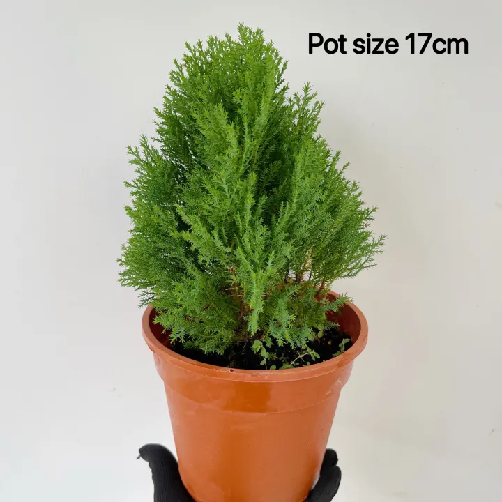 🌱Gold Crest plant🌱 lemon cypress tree🌱松树🌲Christmas pine🌲 outdoor plant🌲 ...