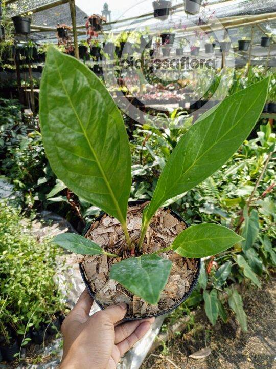 PROMO!! Tanaman hias anthurium jemani cobra - pohon anthurium jemani ...