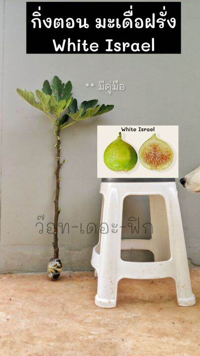 กิ่งตอนมะเดื่อฝรั่ง White Israel 1 กิ่ง | Lazada.co.th