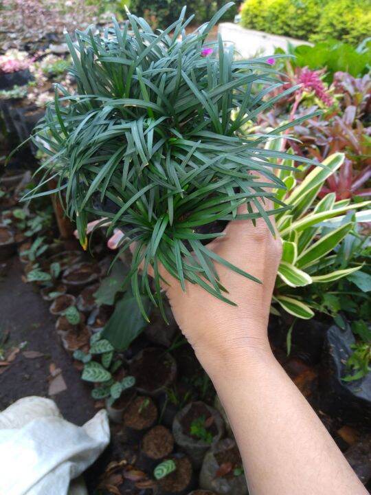 tanaman rumput kucai mini | Lazada Indonesia