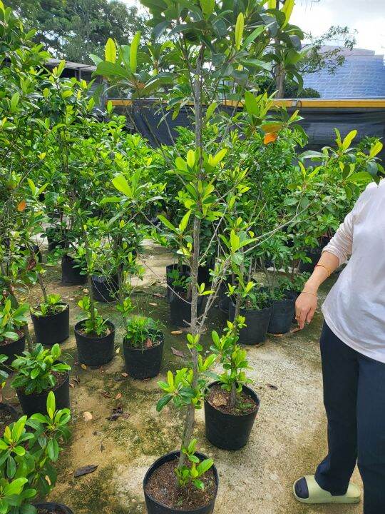 Chinese Olive tree/ Canarium album | Lazada Singapore