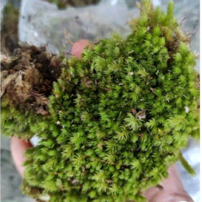 Media tanam lumut hidup 100 gram, Forest Moss, Lumut hutan | Lazada ...