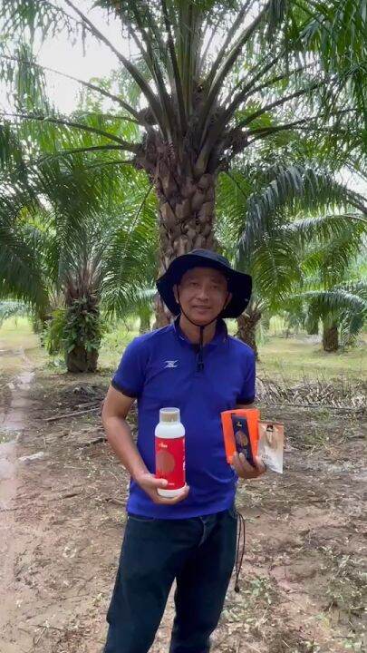 4TREE ชุดโฟร์ทรี 1 ซอง + อะมิโนเรด ขนาด 250 ml. 1 ขวด สำหรับพืชผักทั่วไป ผักกินใบ และผักกินผล ...