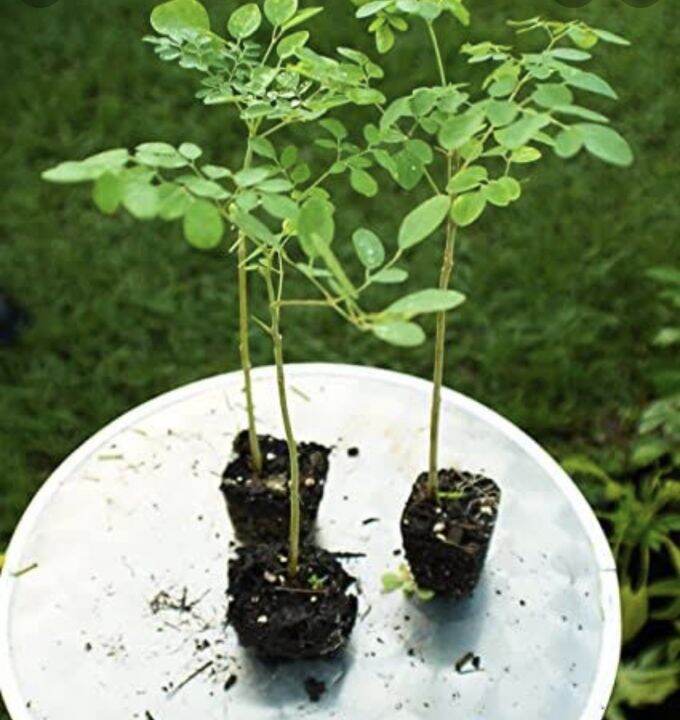 Moringa Seedlings Live Plants with Pot | Lazada PH