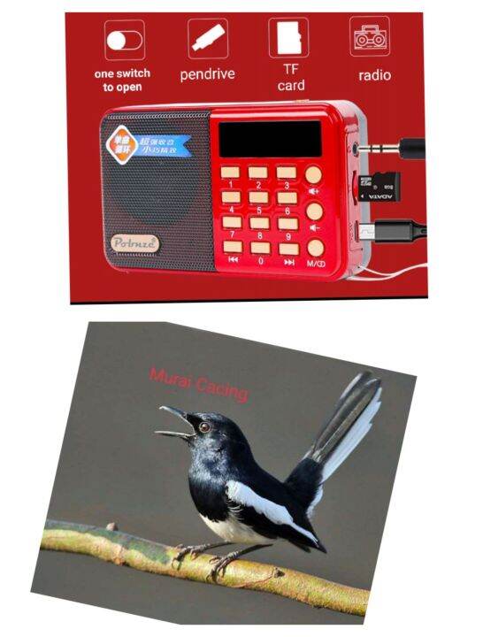 radio and pendrive siap dgn suara burung murai cacing | Lazada