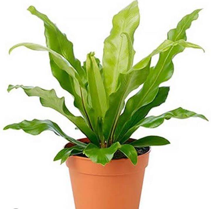 Dapo (Bird's nest Fern) Asplenium Nidus | Lazada PH