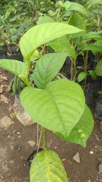 Bibit Tanaman Buah Markisa Jumbo Erbis Pohon Buah Erbis | Lazada Indonesia