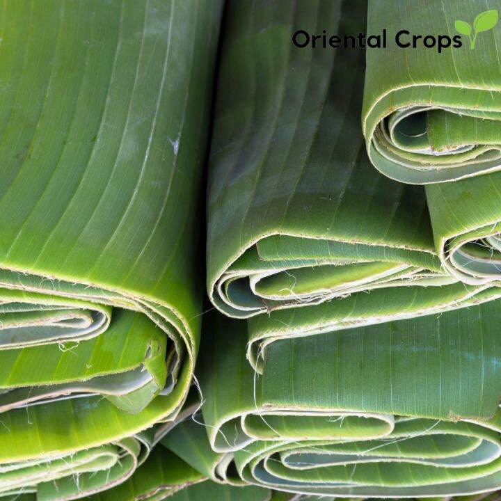dahon ng saging banana fresh leaf plant | Lazada PH