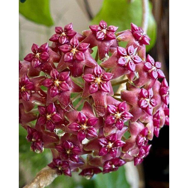 Hoya Purpureofusca + Media Papan Pakis dan kawat tanaman hias hoya ...