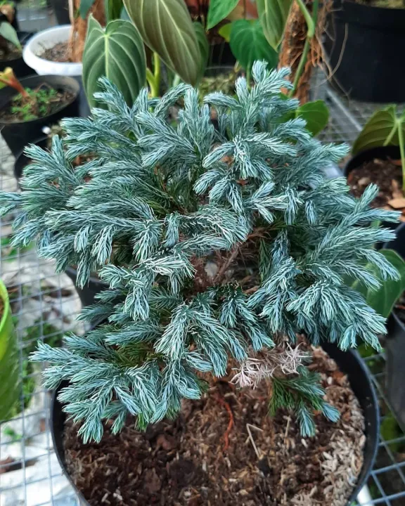 Bunga CEMARA SALJU - Tanaman Hias Hidup Daun Cemara Perak - Pohon ...