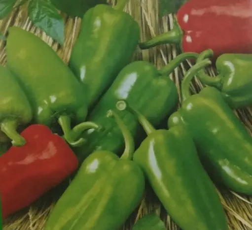 Ramgo and Condor Seeds bell pepper, sweet pepper kayen,sili panigang ...