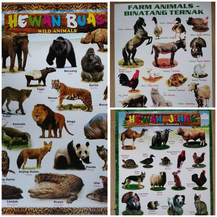 Paket 3 Poster edukasi | hewan buas | hewan jinak | hewan ternak ...