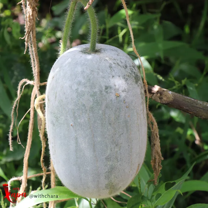kundol ash gourd wintermelon seeds for planting binhi pantanim ...
