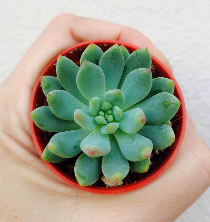蓝精灵（x Sedeveria 'Blue Elf'）Succulents | Lazada