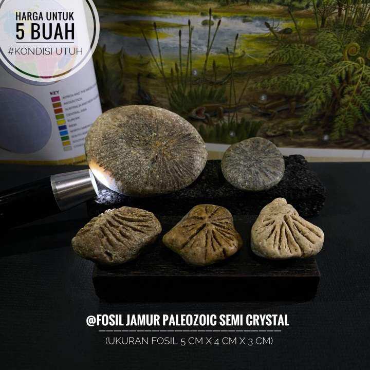 Fosil Jamur Purba Semi Crystal C37 atau Fosil Jamur Paleozoic atau ...