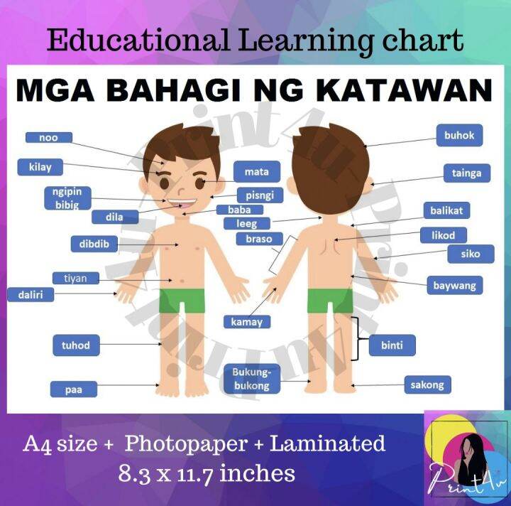 Mga Bahagi ng katawan Learning chart Laminated A4 | Lazada PH