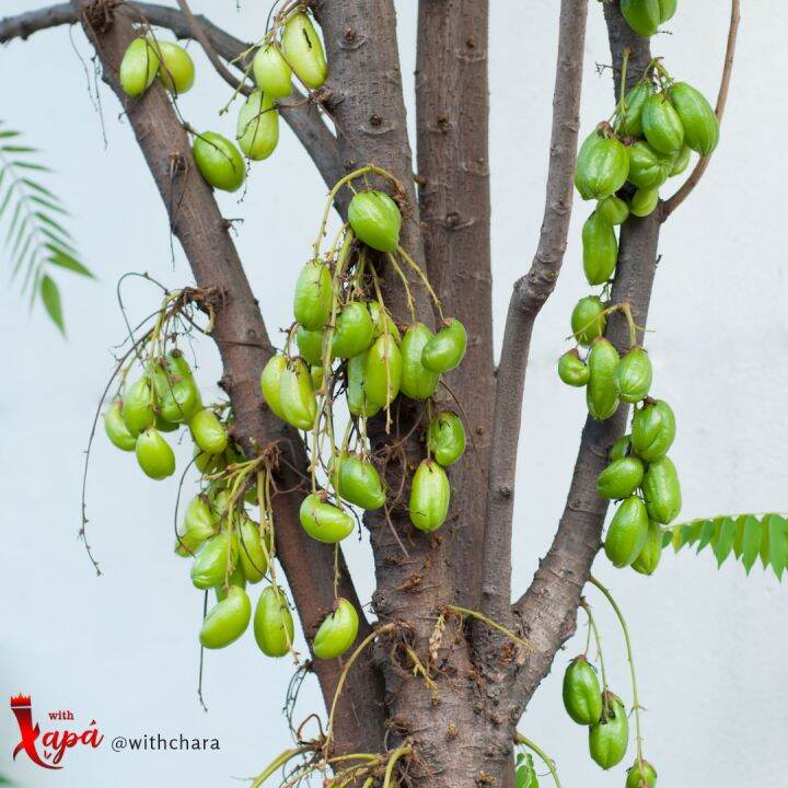 binhi pantanim seeds for planting kamias fruit | Lazada PH