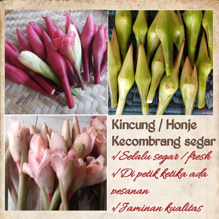 Honje segar | Kecombrang |Kincung segar 1kg | Lazada Indonesia