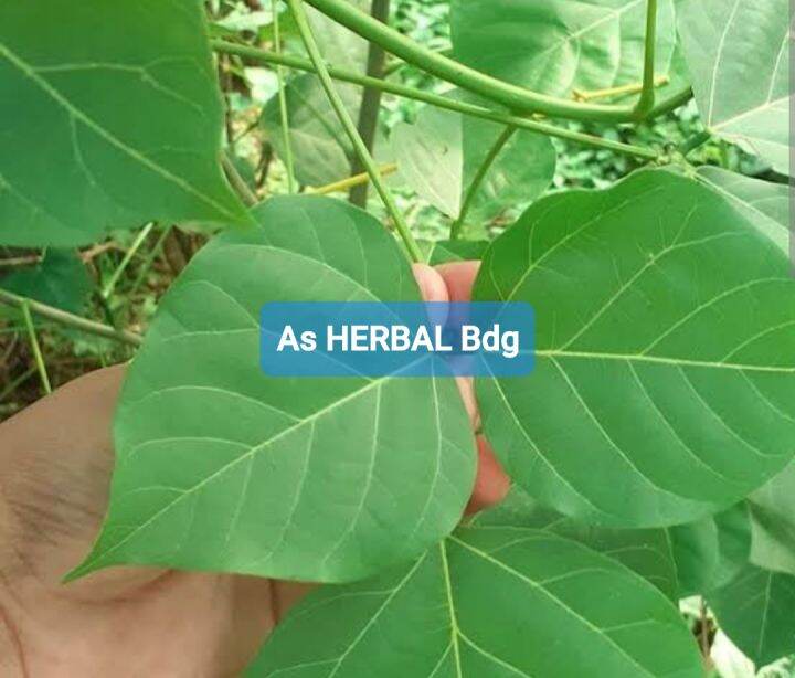 Daun dadap serep segar 500 gram | Lazada Indonesia