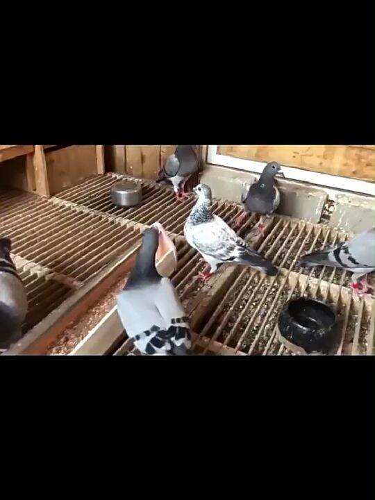 Pigeon Racing Cure Gold for Pigeon One Eye Cold of Chlamydia Mycoplasma ...
