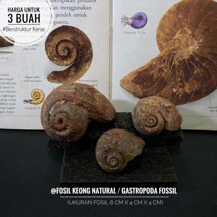 Fosil Keong Purba Natural B31 atau Fosil Gastropoda Merah atau Fosil ...