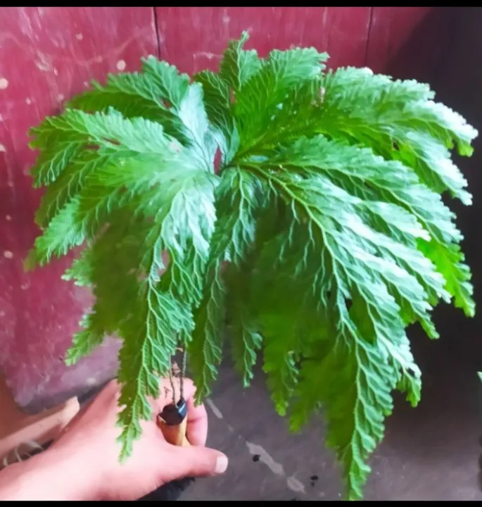 tanaman paku daun melingkar | Lazada Indonesia