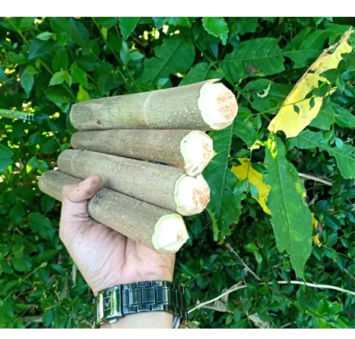 Stek batang pohon waru | Lazada Indonesia