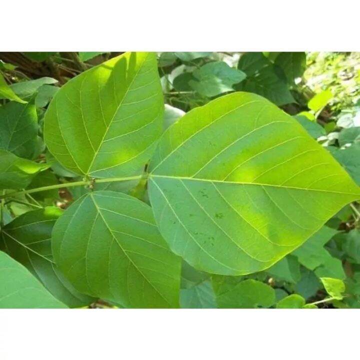 DAUN DADAP SEGAR 100LM OBAT TRADISIONAL HERBAL ALAMI | Lazada Indonesia