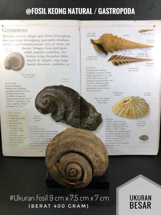 Fosil Keong Hitam Temuan B95 atau Fosil Kerang atau Fosil Gastropoda air | Lazada Indonesia