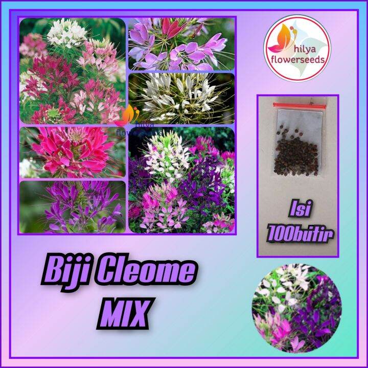 Biji Cleome Mix dan Perwarna | Lazada Indonesia