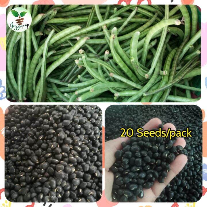 Black seeds Sitaw na turo seeds/ black Seeds for Planting High ...