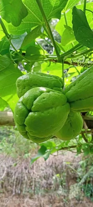 BIBIT LABU SIAM ANGGUR berbuah lebat / LABU JEPANG / LABU PEKON ...