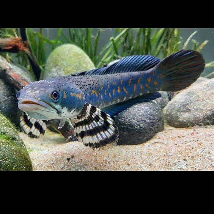 Pulcra blue | Lazada Indonesia