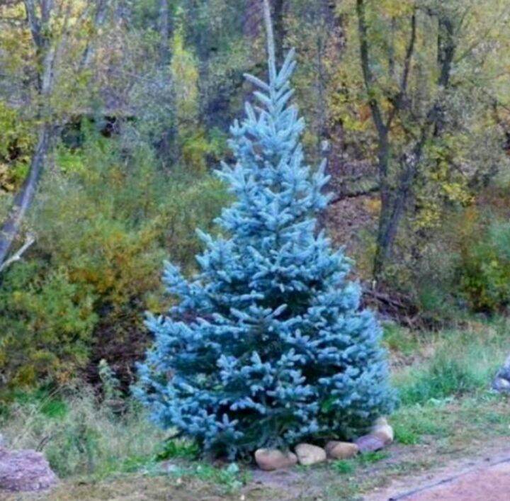 tanaman hias cemara biru - juniperus blue star | Lazada Indonesia