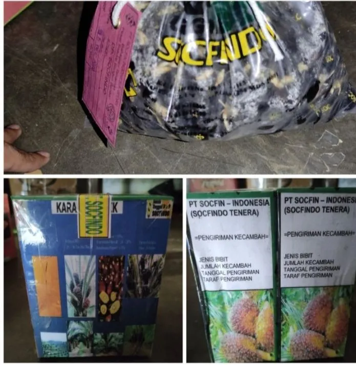 benih kecambah sawit SOCFINDO varietas unggul dxp | Lazada Indonesia