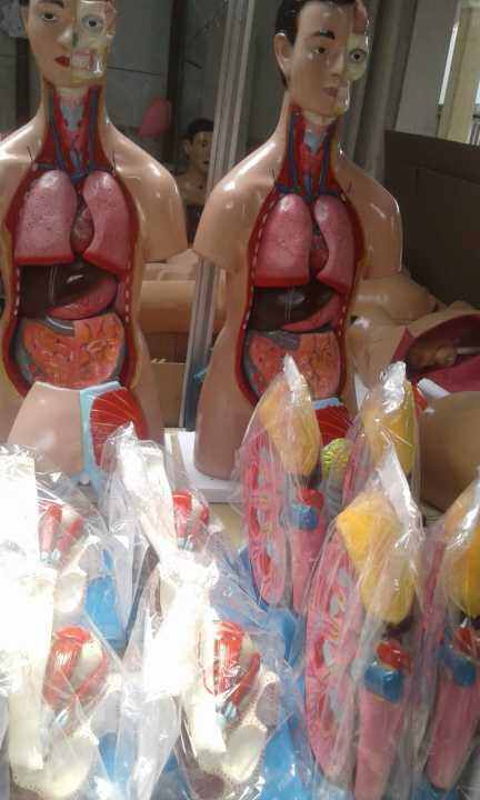 (Bahan PVC) Peraga pendidikan Model torso manusia setengah badan 90cm ...
