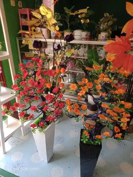 bunga cakar suyok bunga pojok | Lazada Indonesia