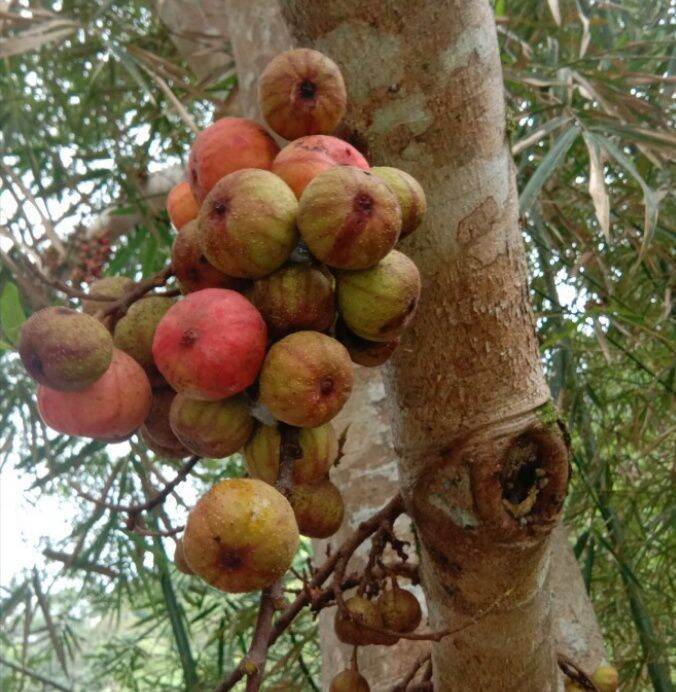 obat herbal buah loa/ara/ficus segar 1kg | Lazada Indonesia