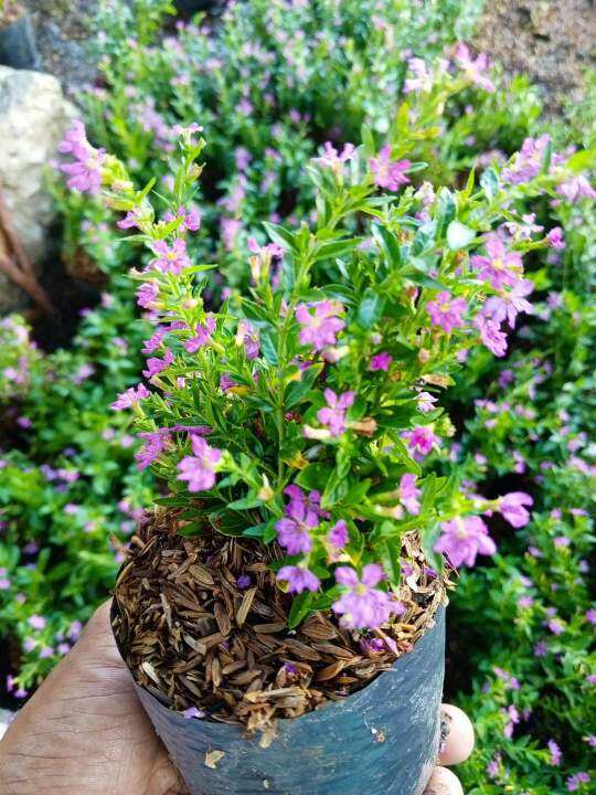 KOPEYA VIOLET LIVE PLANTS 🌿 | Lazada PH