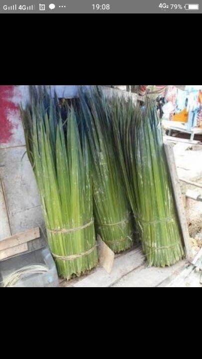 daun rumbia - daun nipah - daun gazebo - daun dahon - bahan kerajinan ...