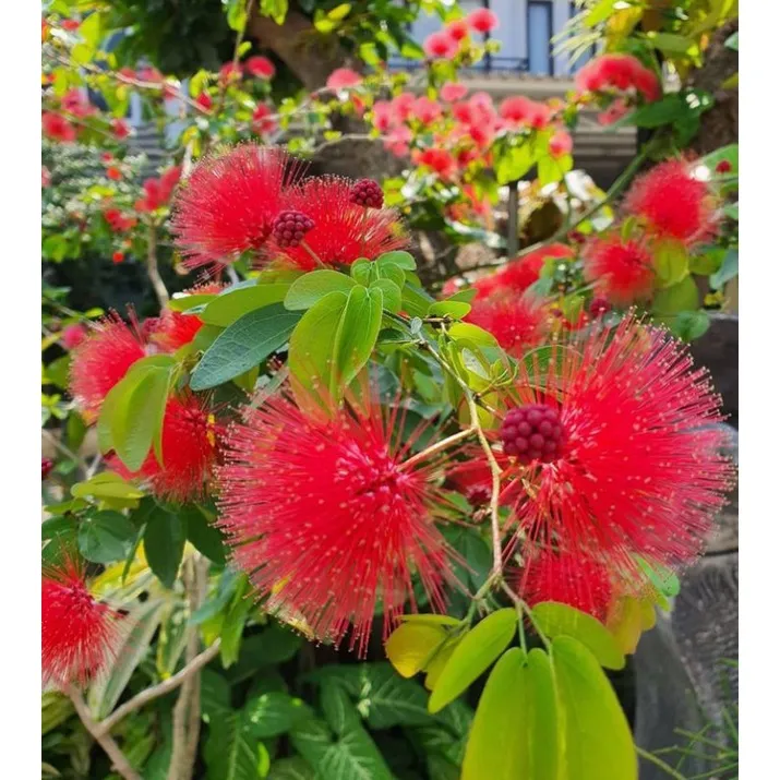 Pohon Kaliandra bunga merah | Lazada Indonesia