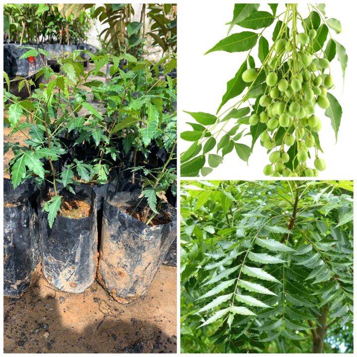 Anak pokok semambu /Anak pokok neem | Lazada