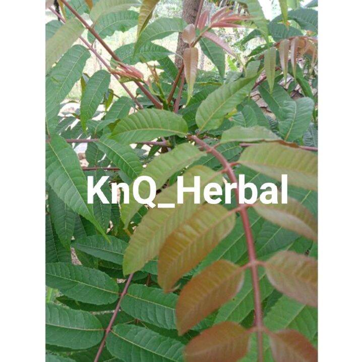 Daun Surian Daun Suren Asli Segar 1kg | Lazada Indonesia