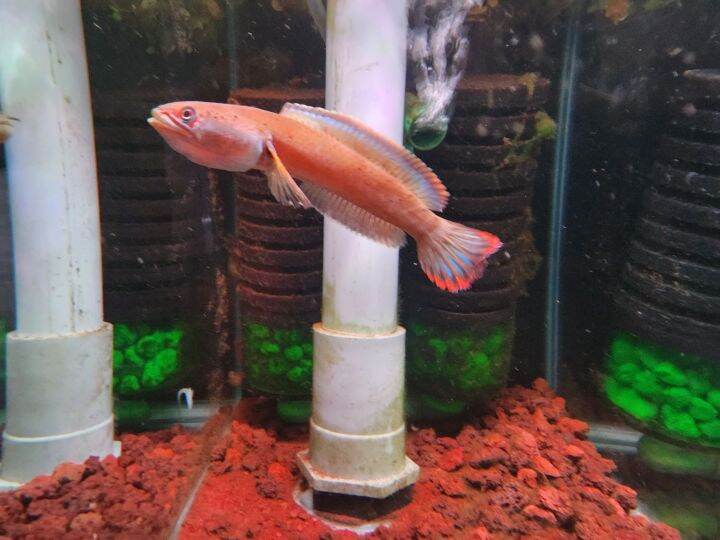 Channa Fire and Ice 3-4inci 冰火雷龙 pellet trained dwarf Channa snakehead ...