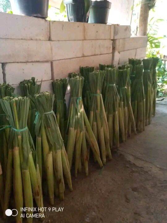 Sayur terubuk,. tiwu endog telor tebu sayuran langka | Lazada Indonesia