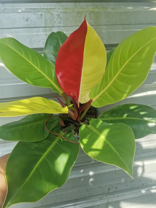 Philodendron Red Moon ( Indoor plants) | Lazada