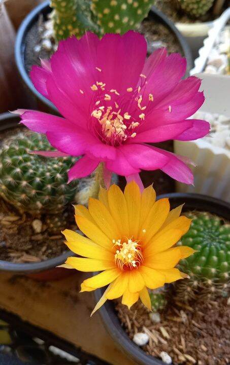 Cactus Lobivia arachnacantha"Black/Choco Lovibia/Green Lovibia,with ...